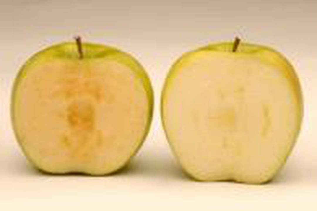 Une pomme qui ne brunit pas pour lutter contre le gaspillage