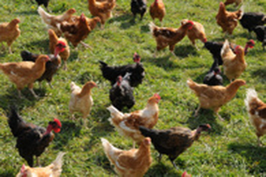 Viande de volaille : la flambée des prix a déjà eu lieu